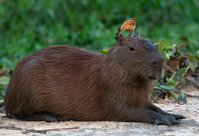 Capybara | The Biggest Animals Kingdom