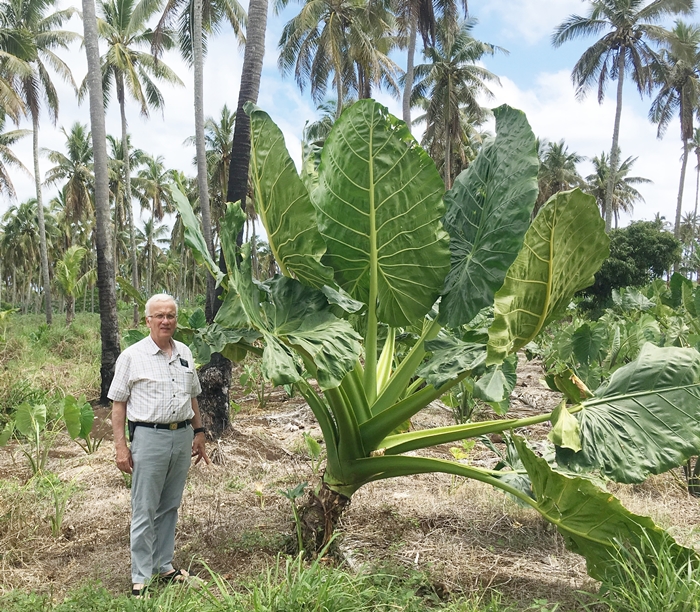 Thomsons In Tonga: Crops In the Bush