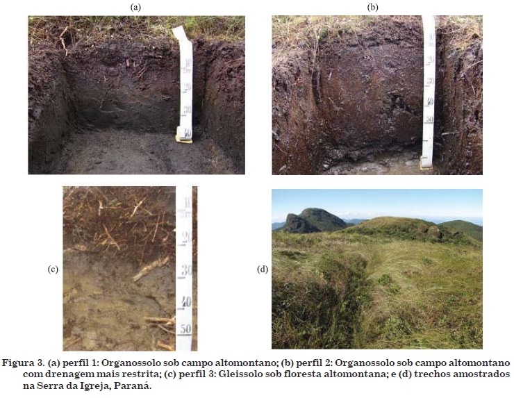 FUNDAMENTOS DE PEDOLOGIA - Organossolo