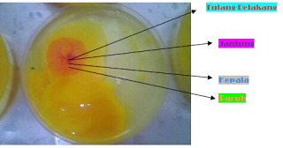 (DOCX) Embriologi Ayam - DOKUMEN.TIPS