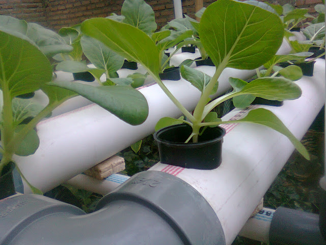 Contoh Tanaman SAWI CAISIM HIDROPONIK - Guru Ilmuan