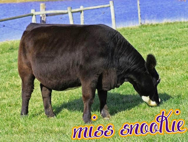 MITTAG Blog: COW OF THE WEEK
