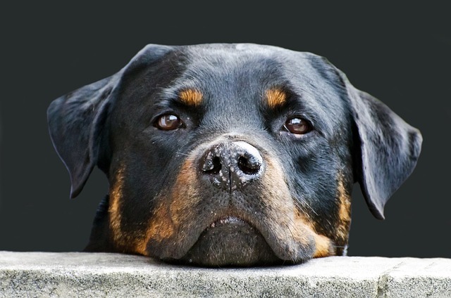 Rottweiler - Un perro Imponente - · Puro Perros