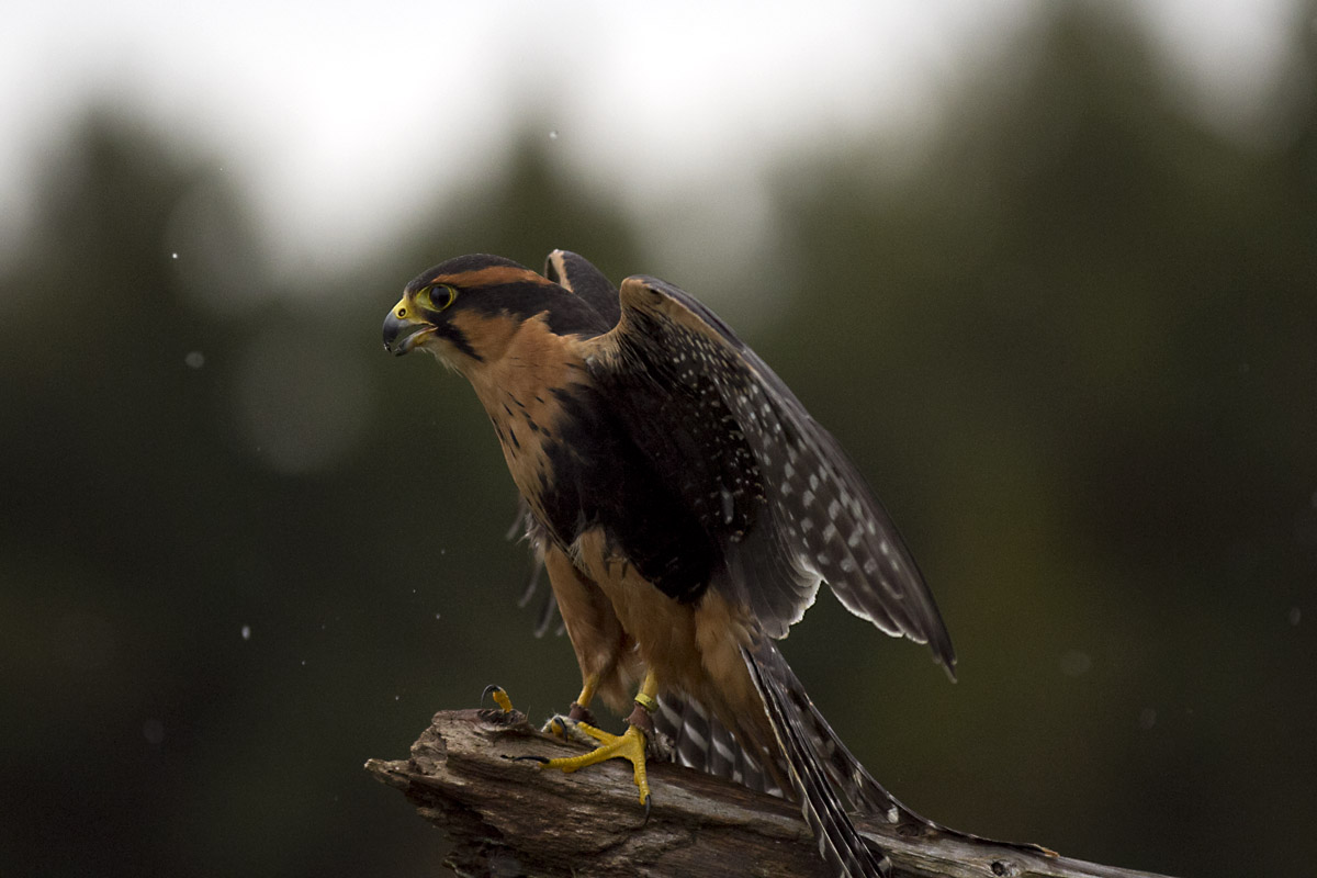 Nature Photos by Donna: Two types of Falcons - Peregrine Falcon Juvenile
