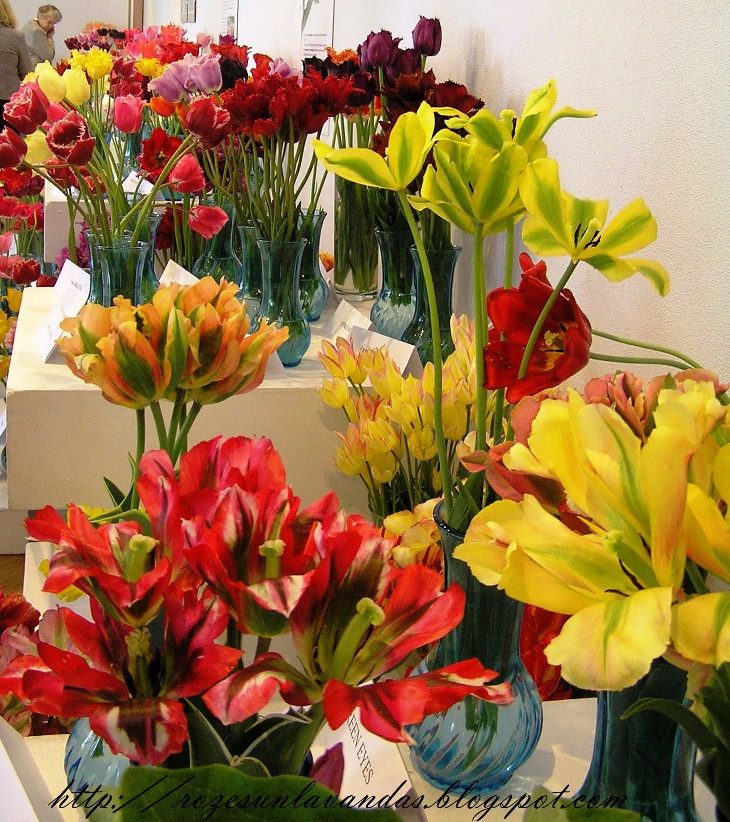 Love lives in the garden...: Tulpju izstāde