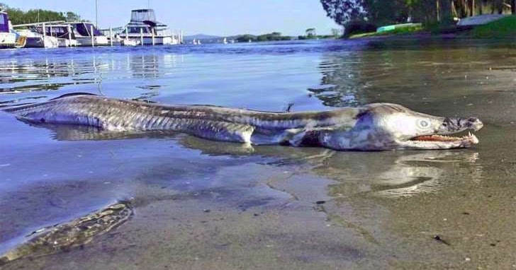 STRANGE FISH WASHED UP AT AUSTRALIAN BEACH | CKN News