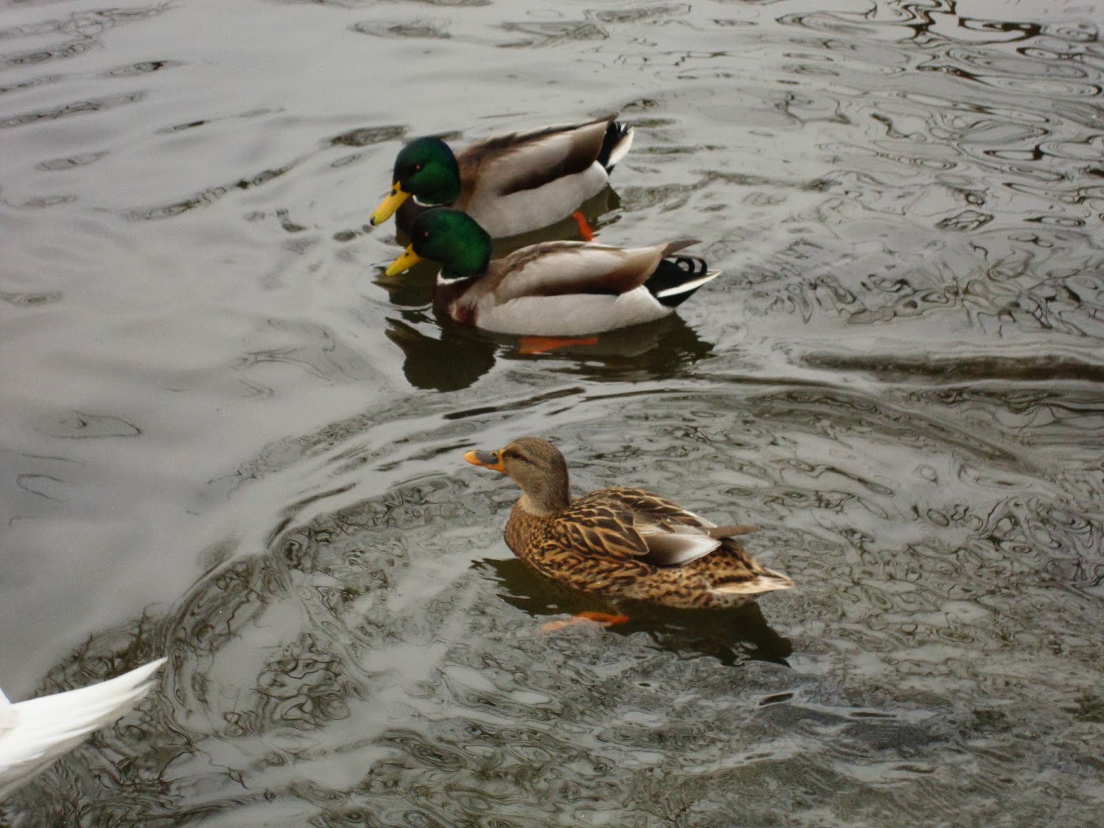 Random Noodling: Poetry Friday--"Ducks' Ditty"
