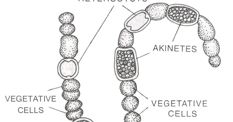 ANABAENA - STRUCTURE OF VEGETATIVE BODY AND REPRODUCTION