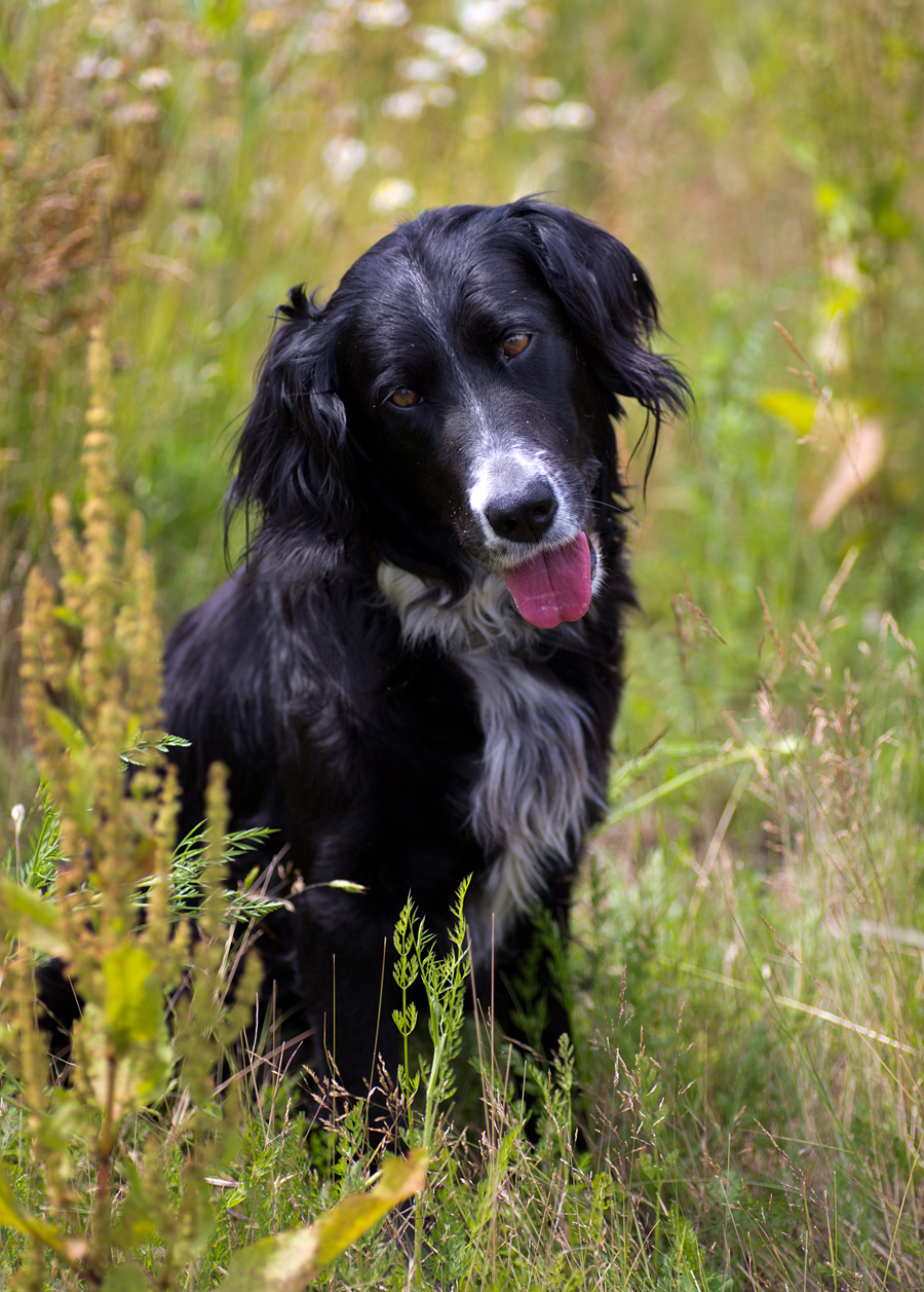 Border Collie Springer Spaniel Mix