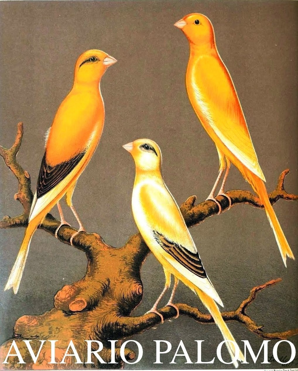 AVIARIO PALOMO: BIRD-ROOM