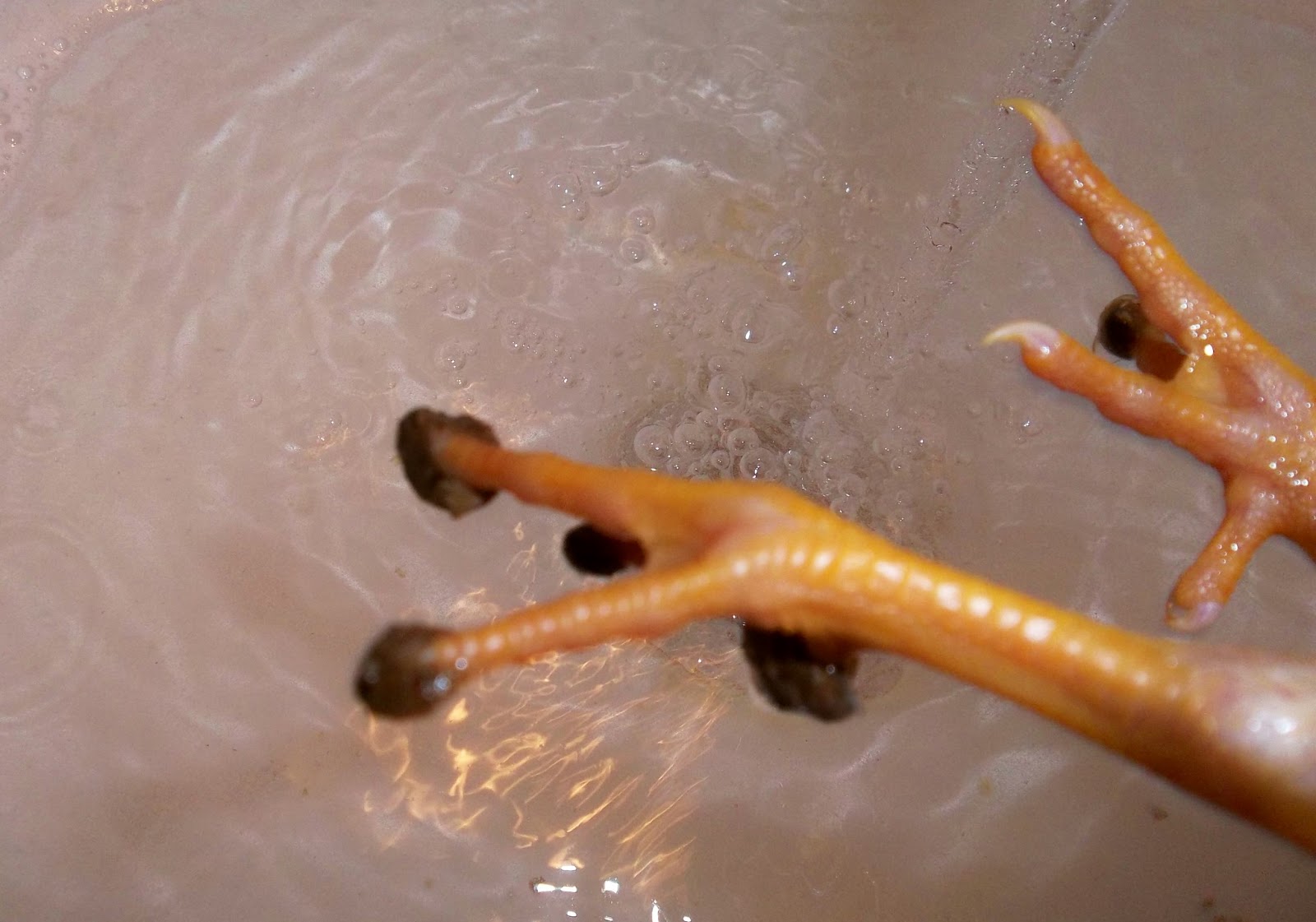 PRACTICAL PARSIMONY: There's a Chicken in My Bed