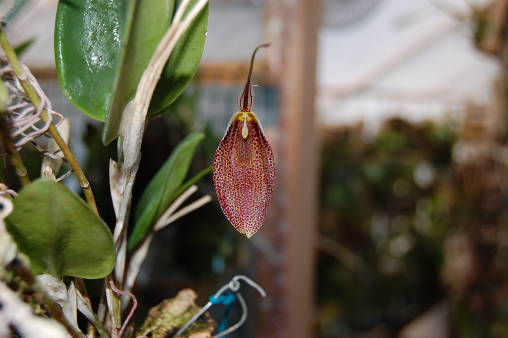 Restrepia guttulata care and culture | Travaldo's blog