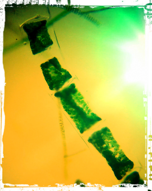 Cultivo de Microalgas em Fotobiorreatores: Vamos cultivar microalgas?