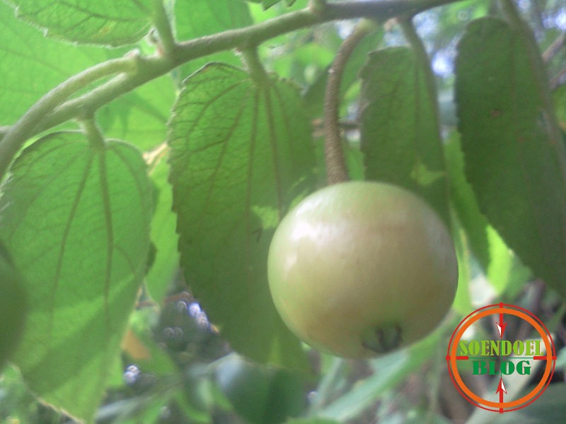 Soendoel Blog: Buah Talok Banyak Manfaatnya ternyata