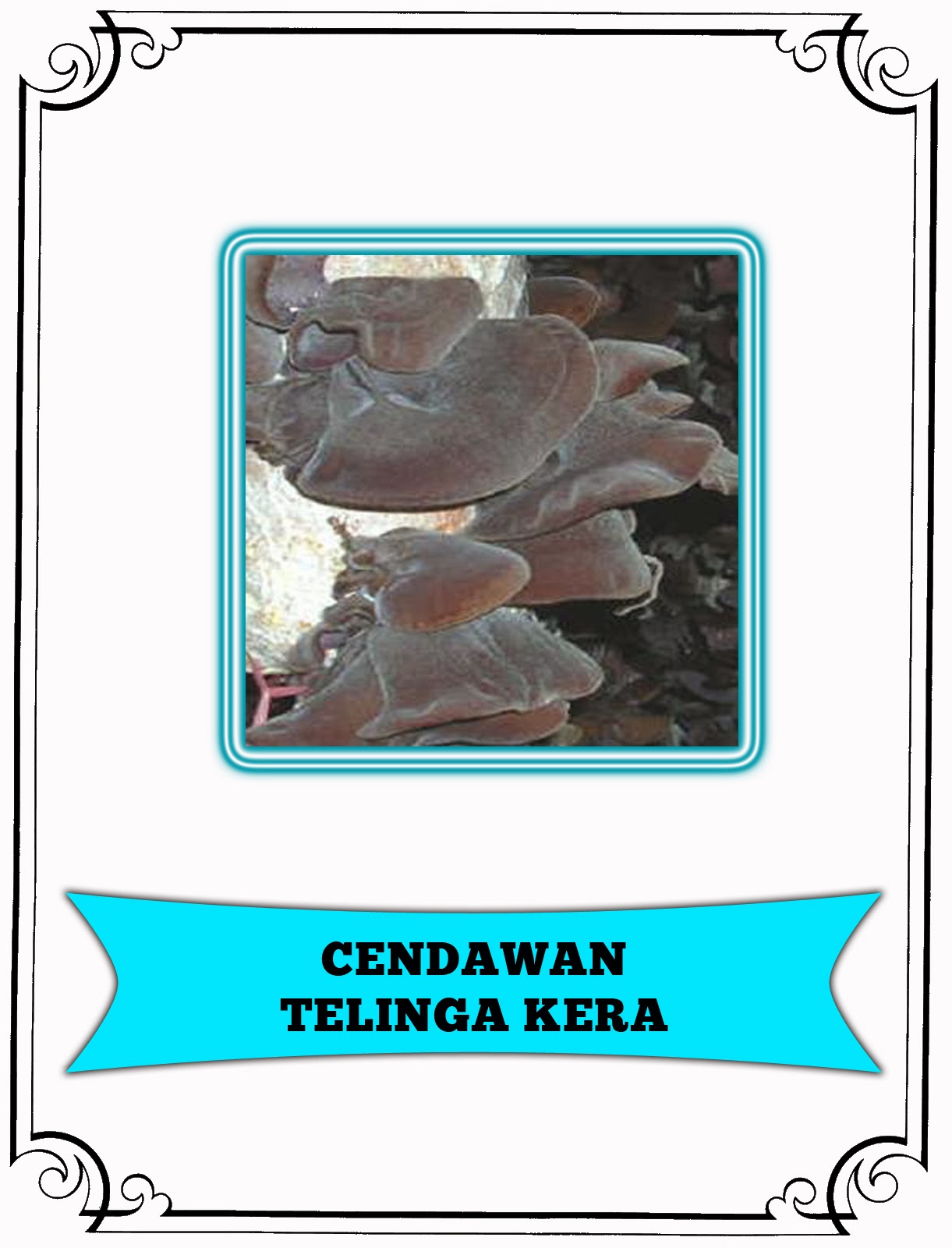 Panitia Sains Al-Amin Bangi: 7 Jenis Cendawan di Malaysia