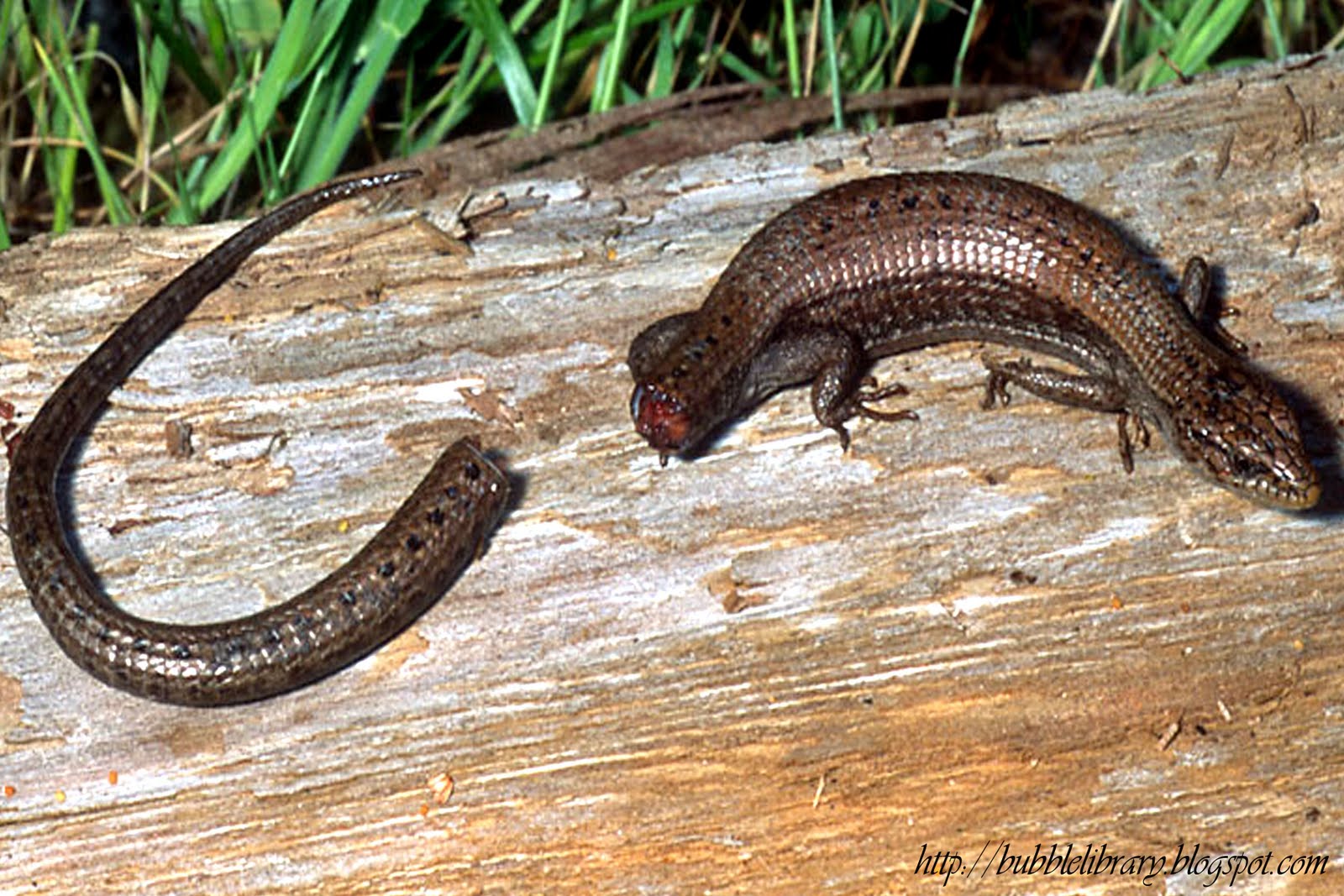 B u B b L e L i B R A R Y: When does a lizard shed its tail?