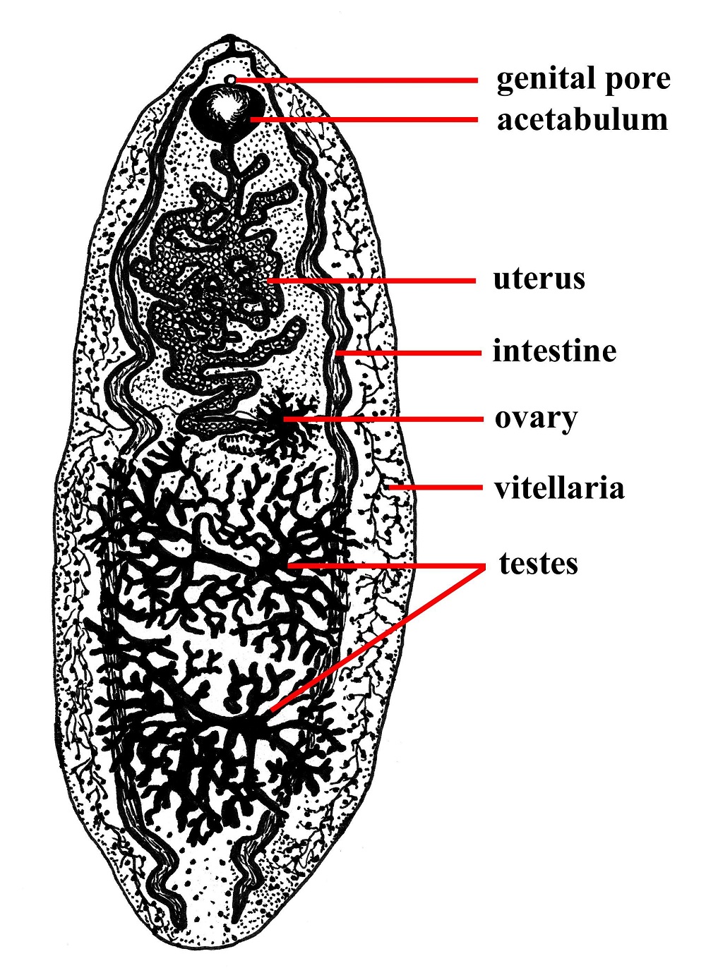 Characteristics Of Flukes at Franklin Haley blog