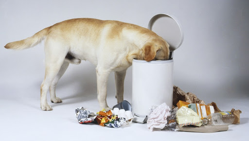 ¿Por qué mi perro adora la basura? - Todo para Mascotas