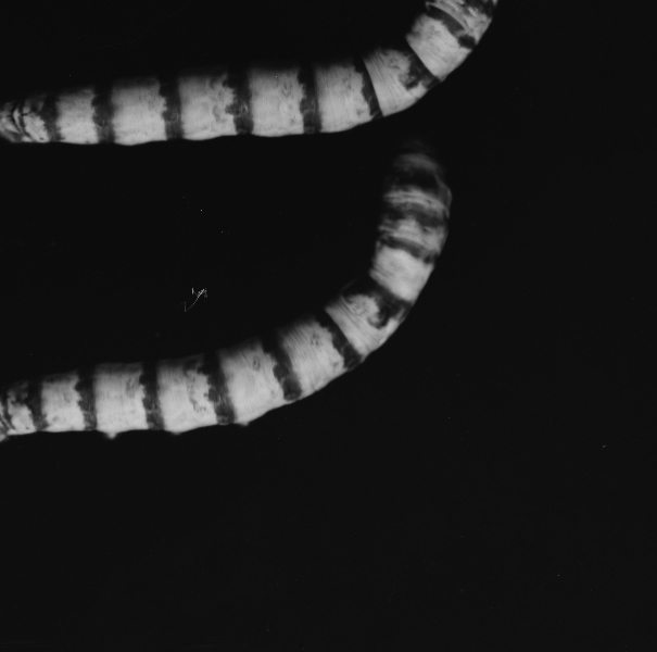 Ohio County, Kentucky History: Brief History from THE KENTUCKY ...