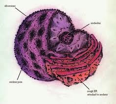 STRUKTUR SEL - E-JURNAL