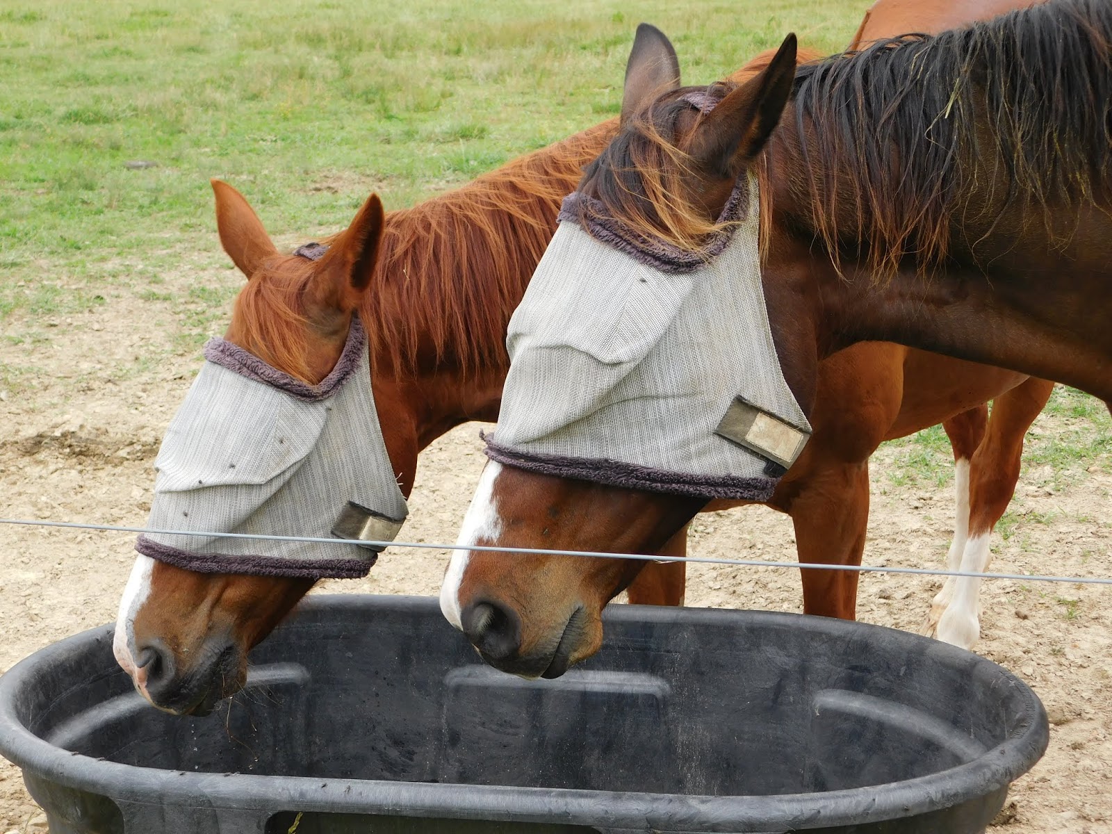 NC Horse Blog: Horse Pasture Planning & Design