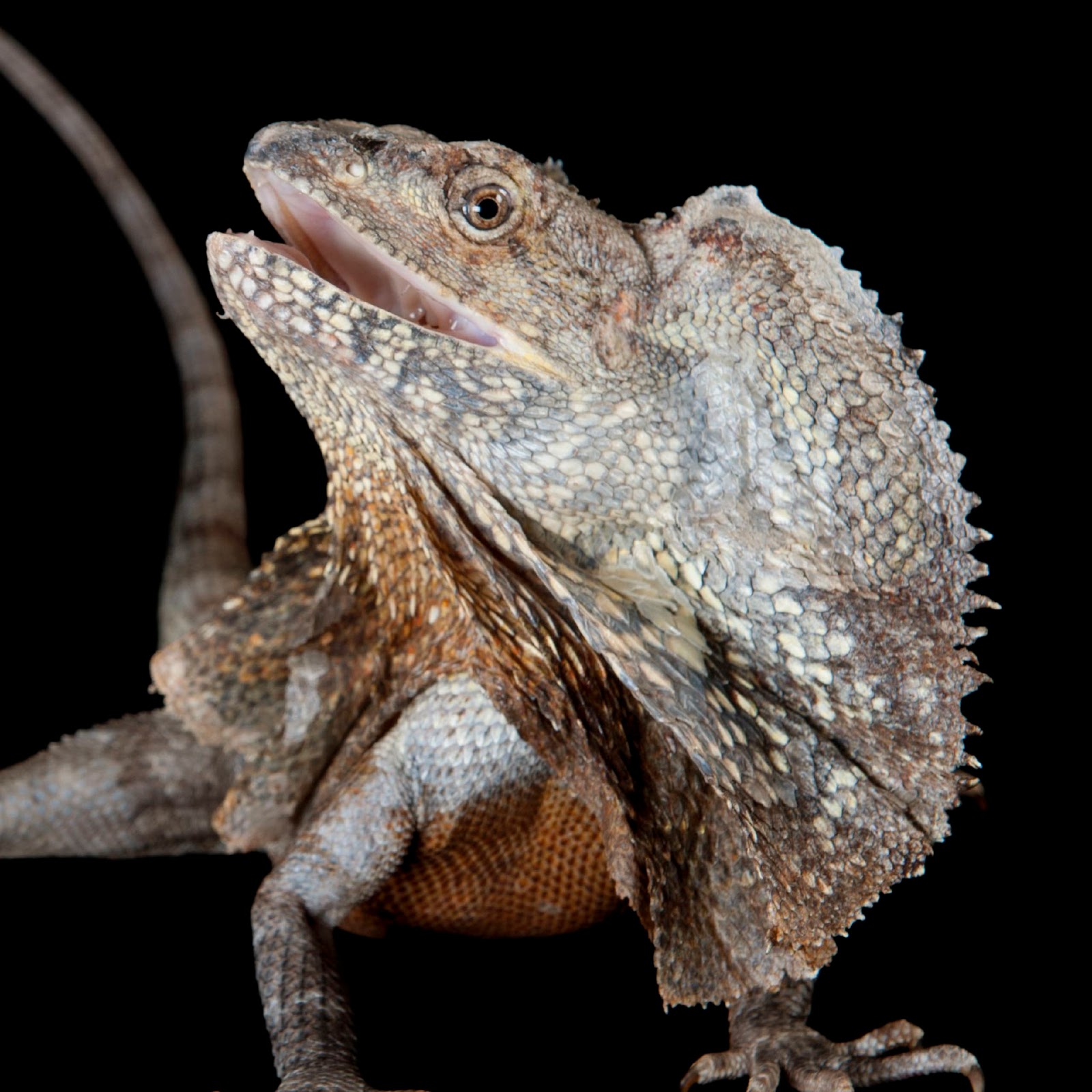 ΚΡΟΣΣΩΤΗ ΣΑΥΡΑ (FRILLED LIZARD) photos - wallpapers (ανανεωμένο) | the ...