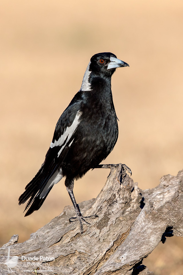 Massed Magpies: June Bird of the Month
