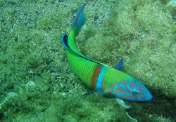 Artes de Pesca: VAMOS A PESCAR PEZ VERDE