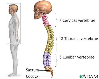 Healthy of Life: What's A Vertebrae?