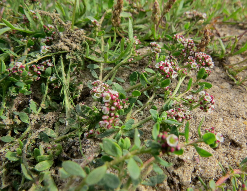 Wildflowers of Andalucia