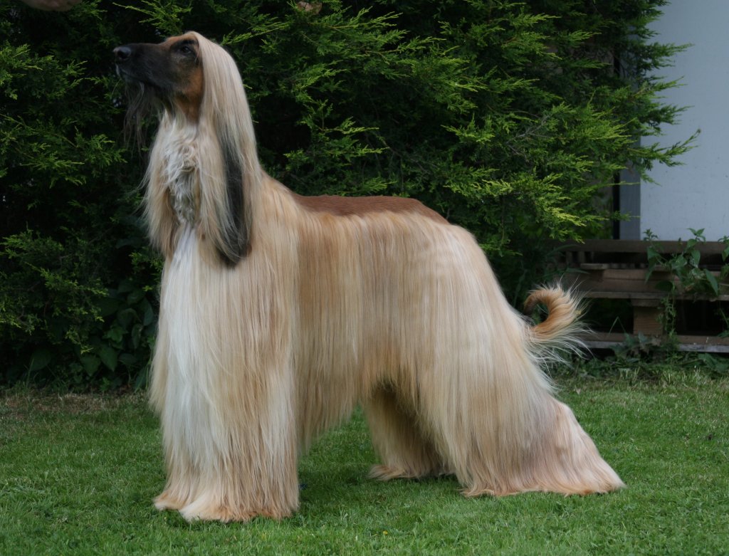 Story of All Breed Dog in the World