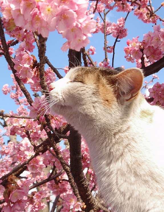 Baroque Boudoir: Sakura Cat