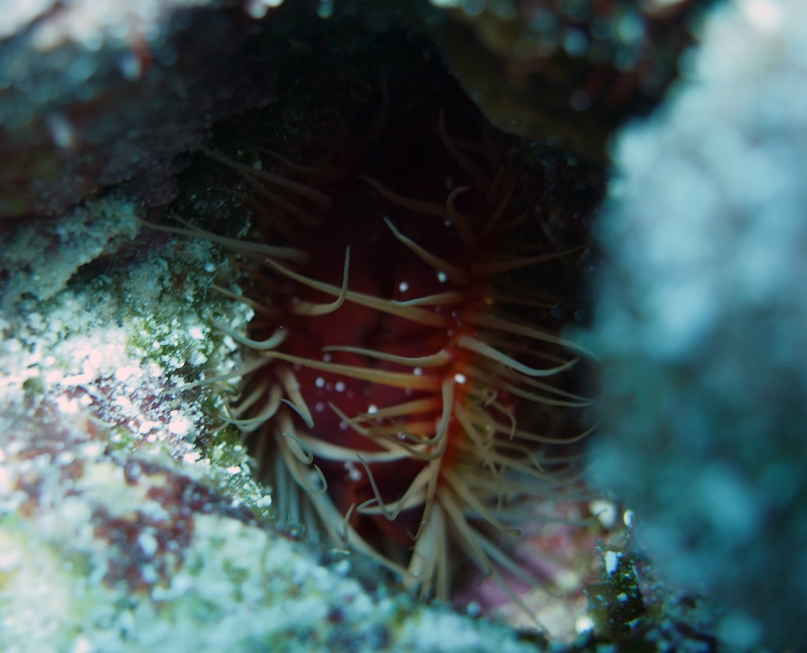 BUCEO - QUE VES CUANDO ME VES : BIVALVOS - LIMA SCABRA - Almeja lima o ...