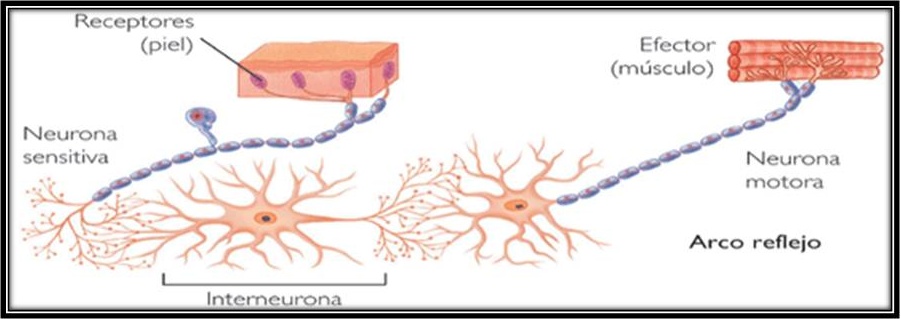 Neurona ~ Biopsicosalud