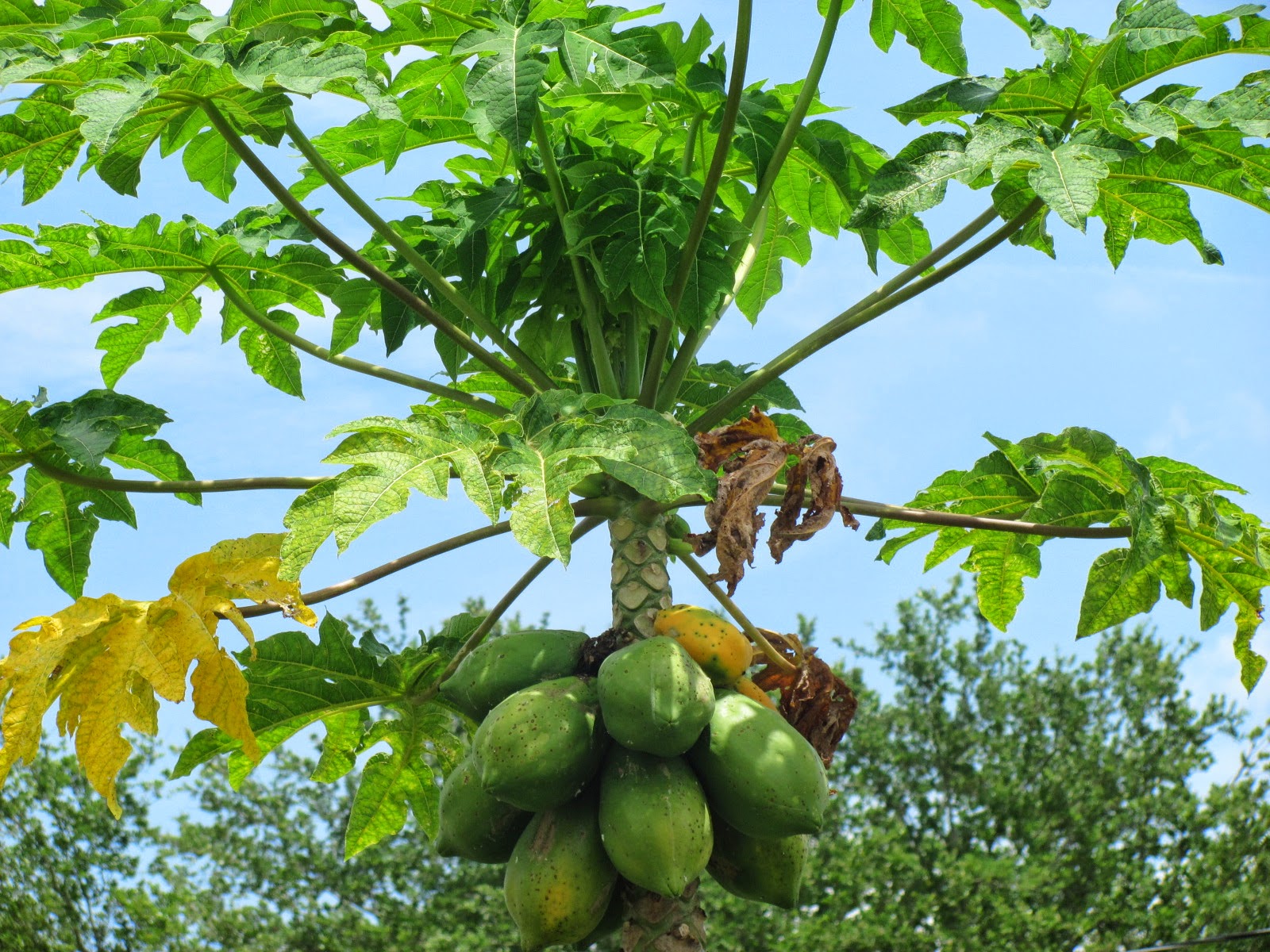 The Lakewood Edible Peace Patch Garden: Edible Peace Patch Featured ...