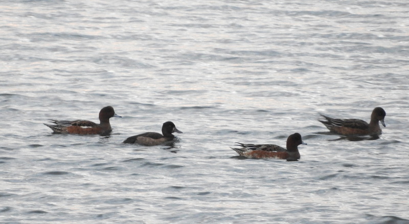 birdingexmouth: Tuftie