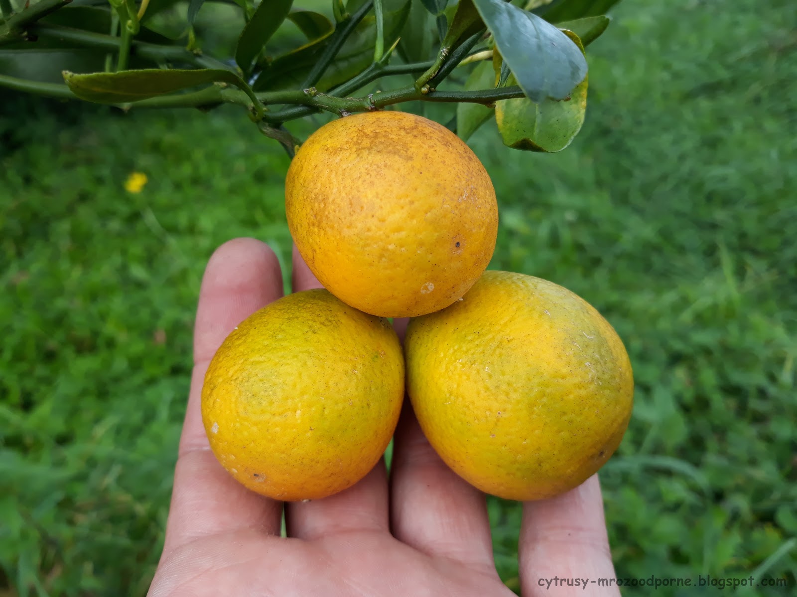 Cytrusy Mrozoodporne: Citrangequat Thomasville