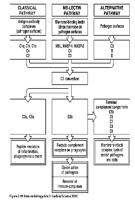 Welcome to my blog...: Sistem komplemen