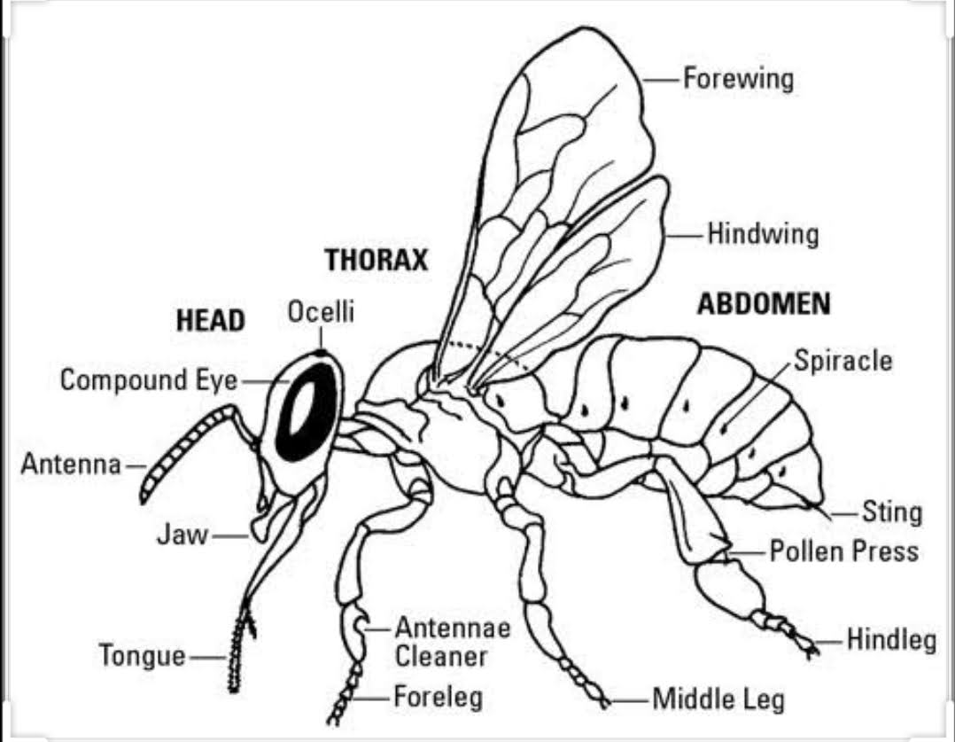 Physical characteristics of Honey bee