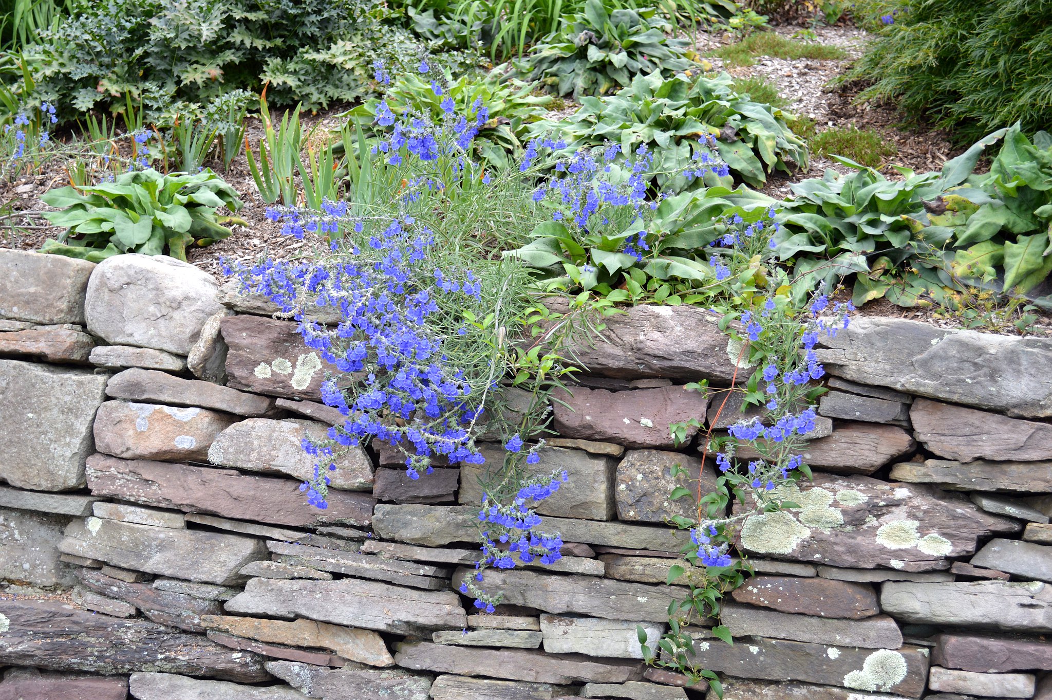 Salvia azurea var. grandiflora - Pitcher sage care and culture ...