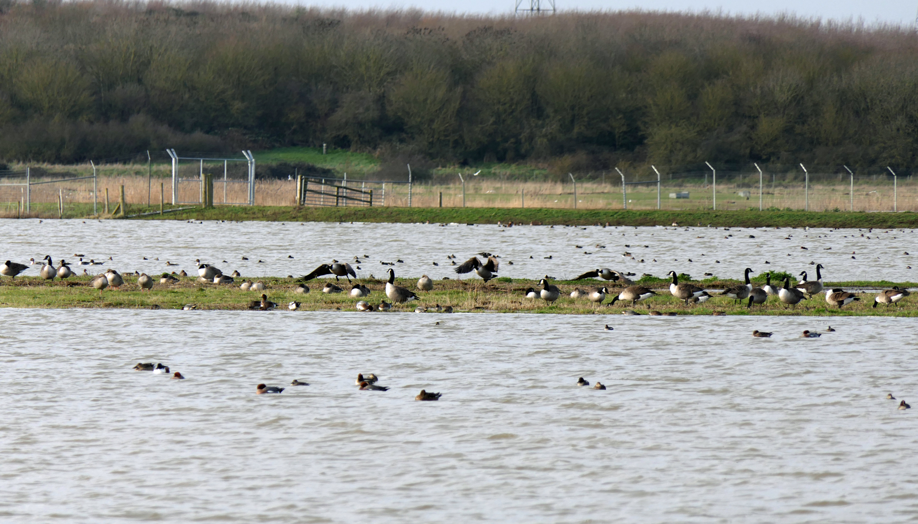 Bowers Marsh walk, January 2021 No. 7