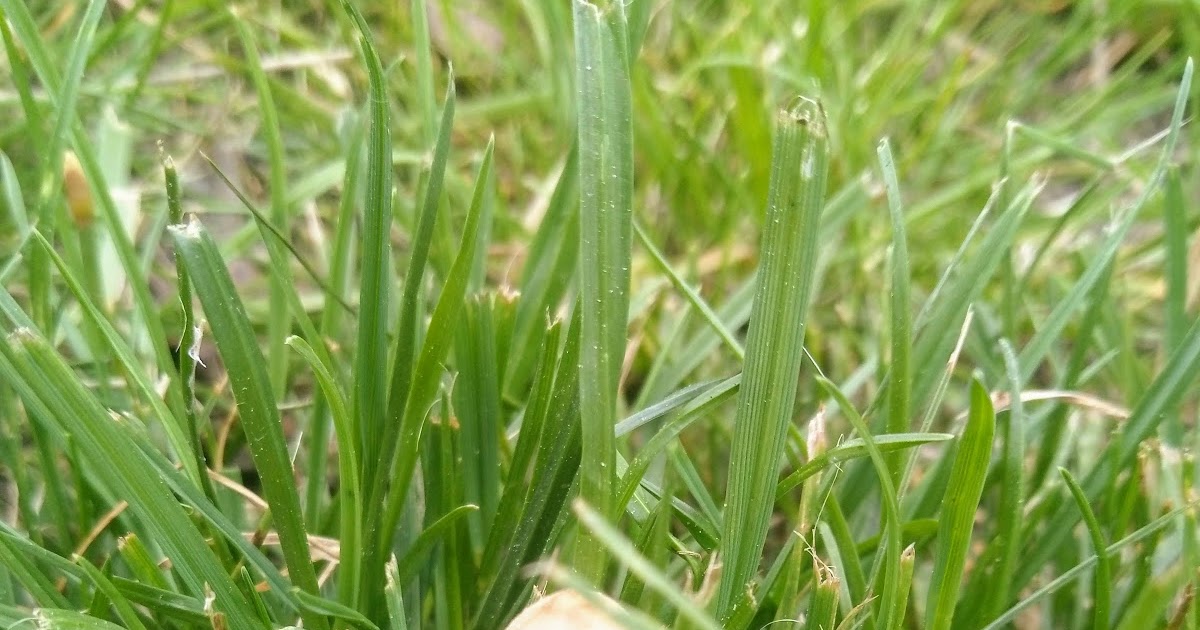 Common Conecap - Conocybe tenera