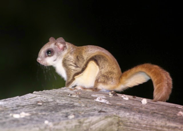 Julie Zickefoose on Blogspot: Flying Squirrels!!