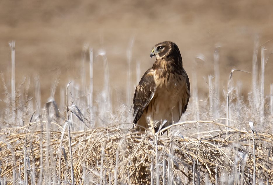 My Big Little World : Juvenile Female Northern Harrier at Bear River