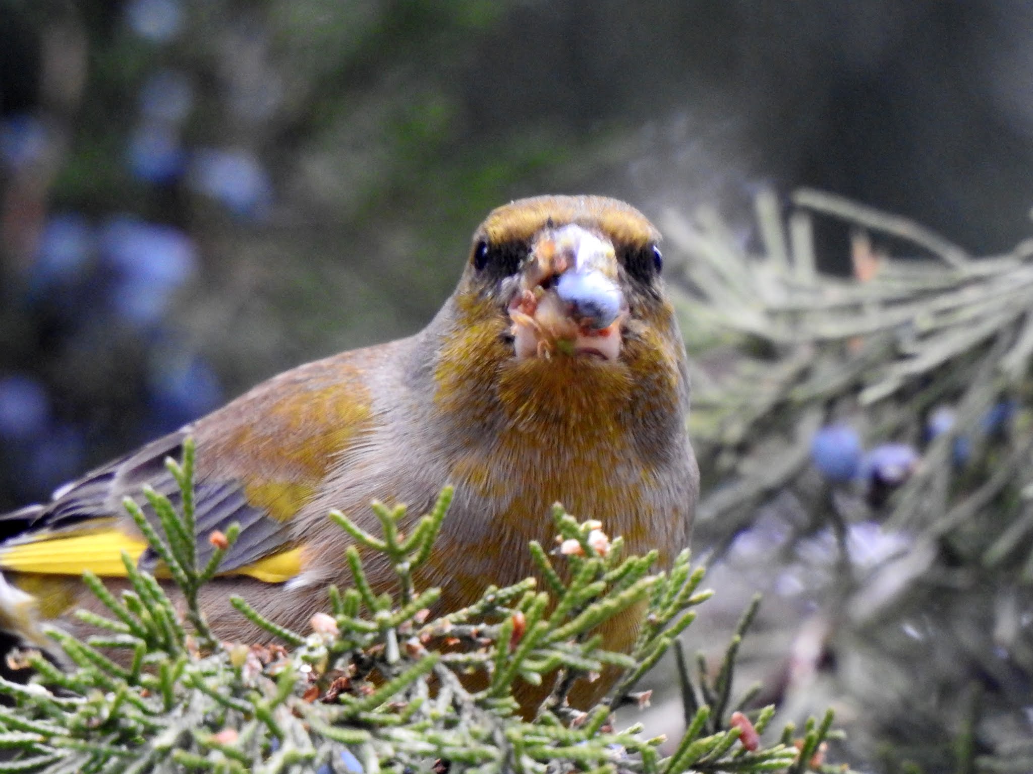PASARI DIN ROMANIA: FLORINTE (1), Carduelis chloris