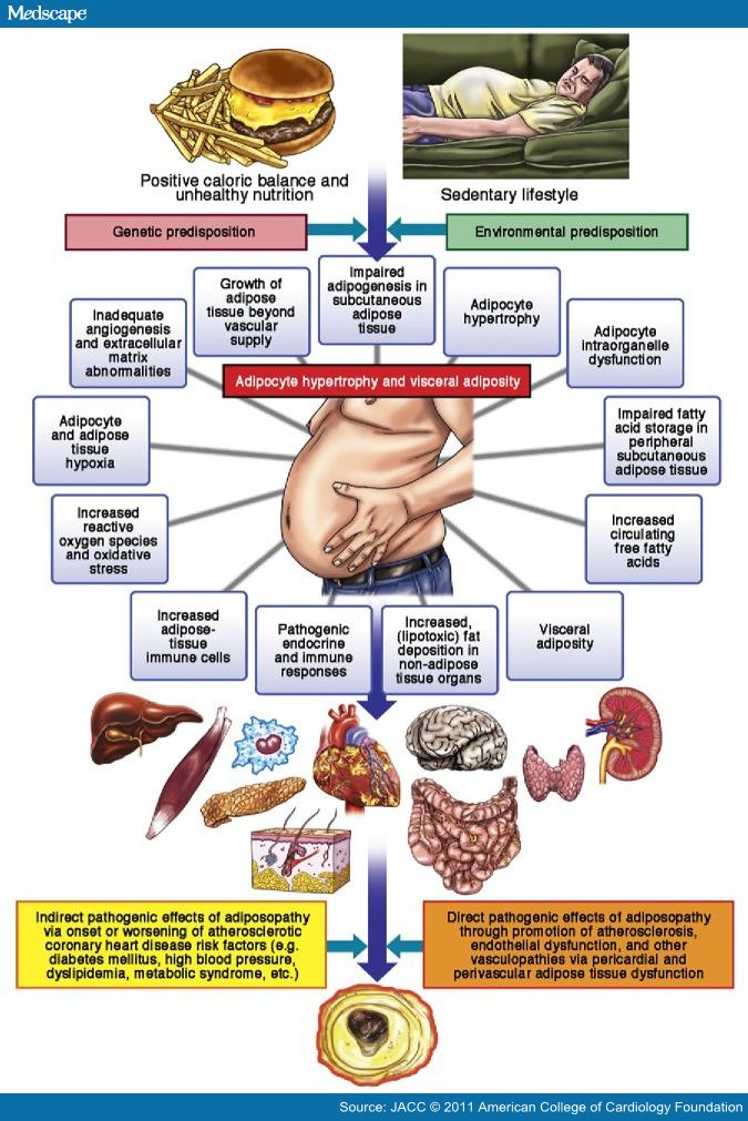 Lessons from the Cafeteria Rat: Adiposopathy ~ How/Why Does Fat Get "Sick"