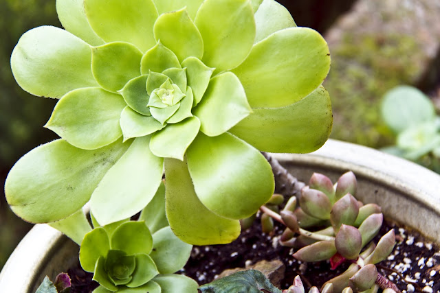 SwingNCocoa: Succulent Collection