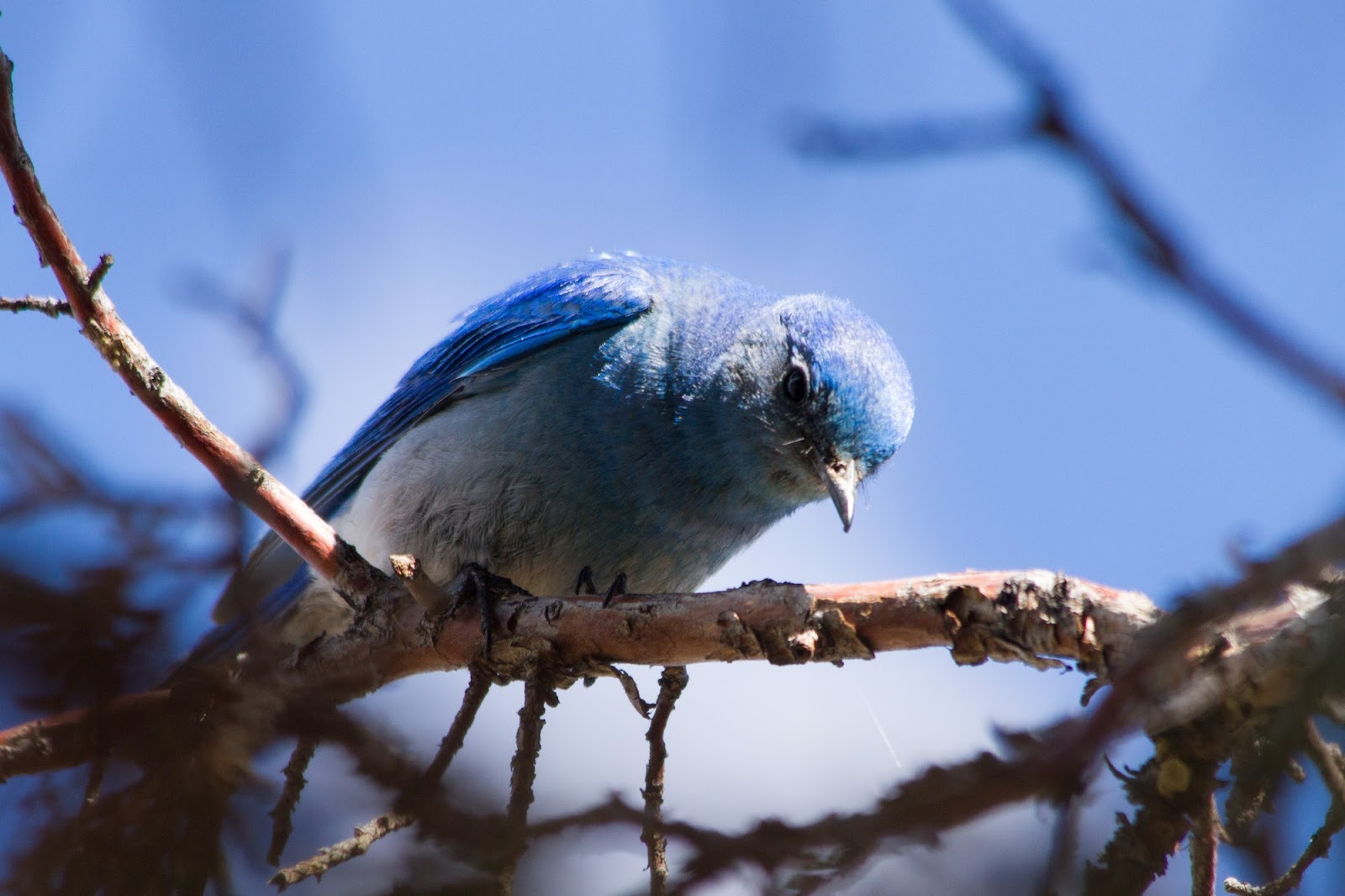 Birding Is Fun!: Guest Post: Bluebird Man