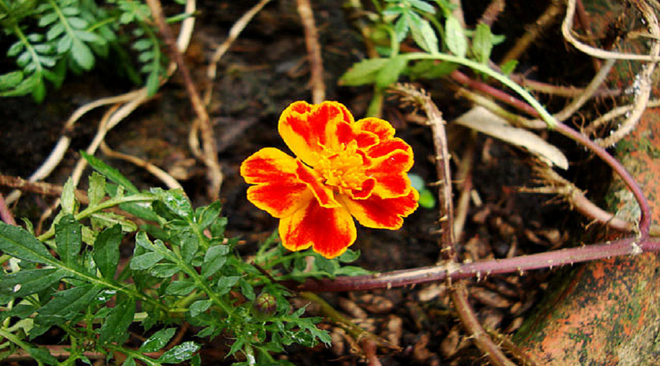 We love Our Bangladesh: Marigold flower or Gada/Genda ful is a common ...