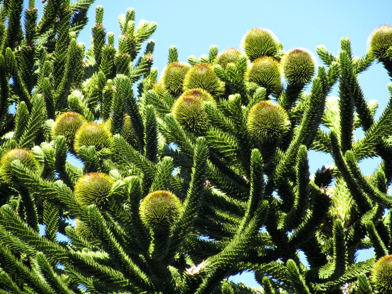 Cosas para recordar, contar y celebrar la vida.: El piñón